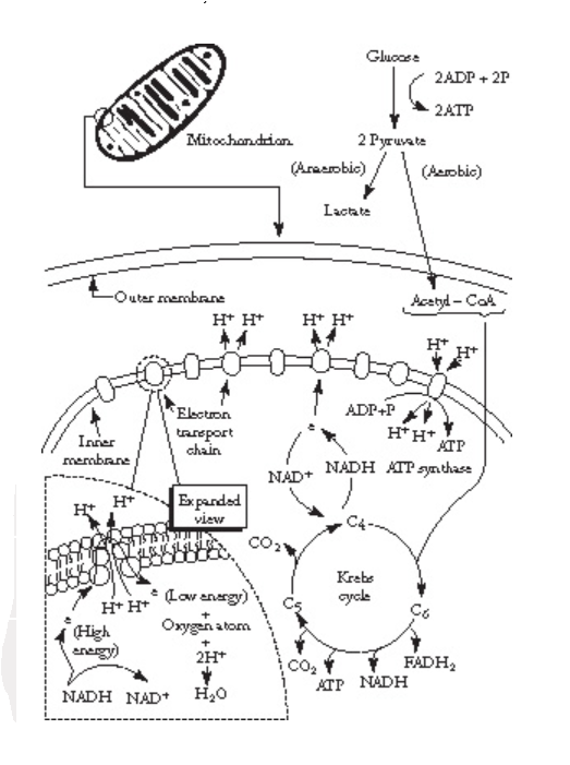 Glycolysis